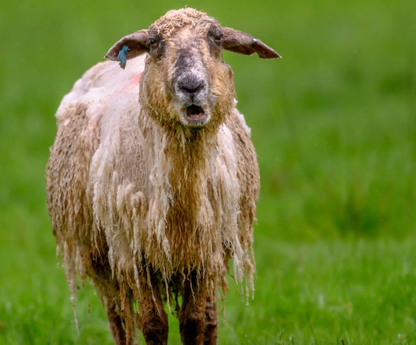 Is wool waterproof? The amazing fabric called wool. | RGC Family Blog ...